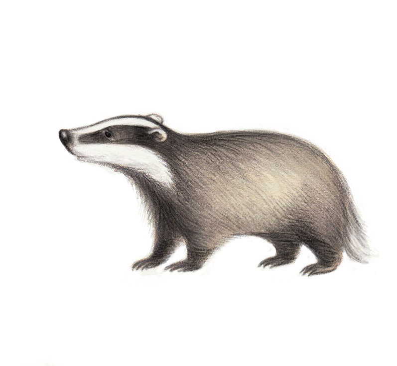 Jezevec | ilustrace do poxesa