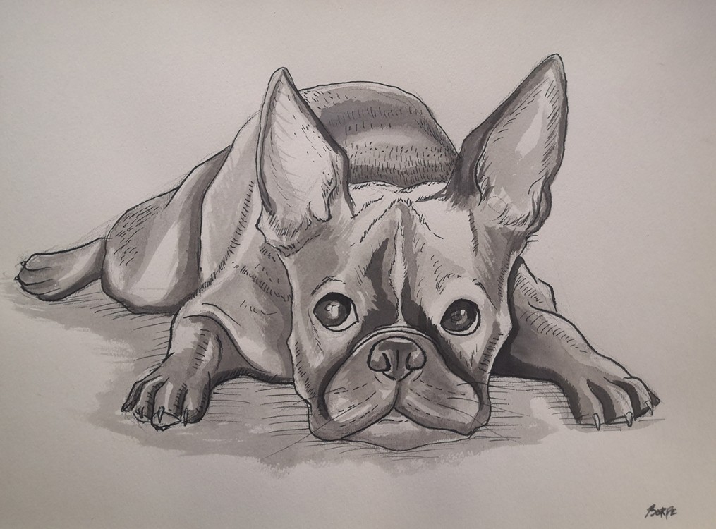 Kresba psa - Bostonský Teriér